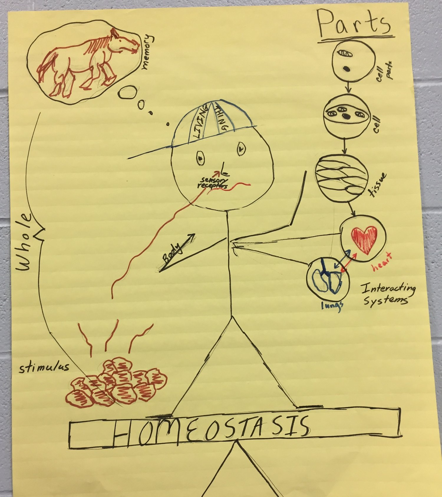 Molecules to Organisms — The Wonder of Science