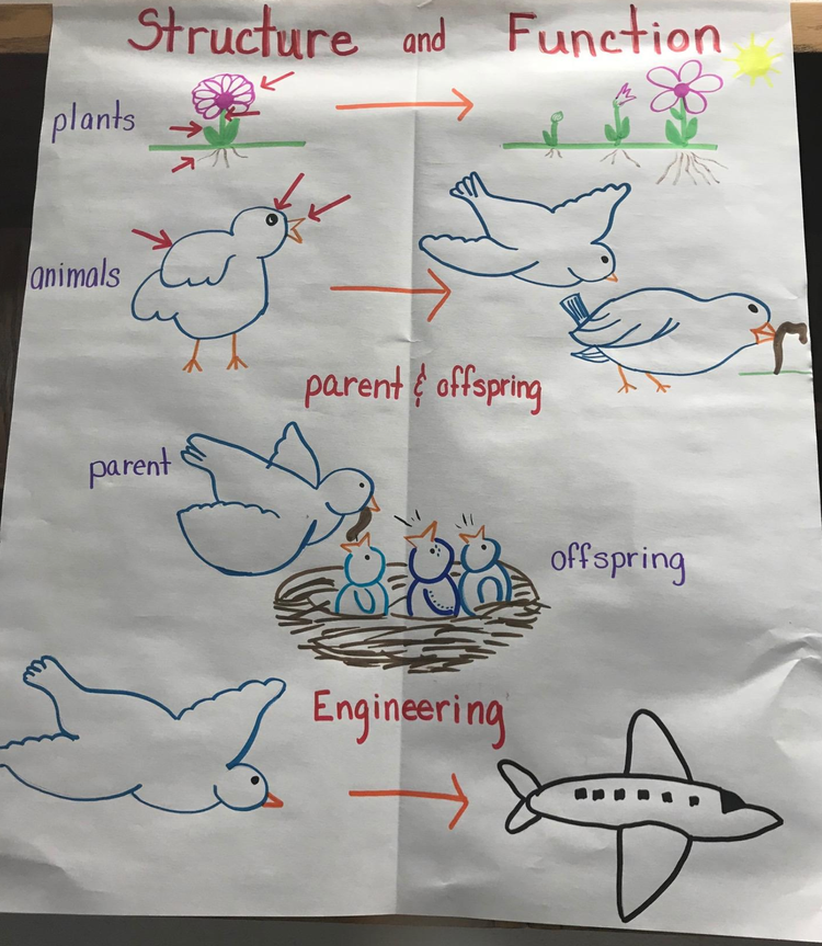 Life Structure and Function — The Wonder of Science