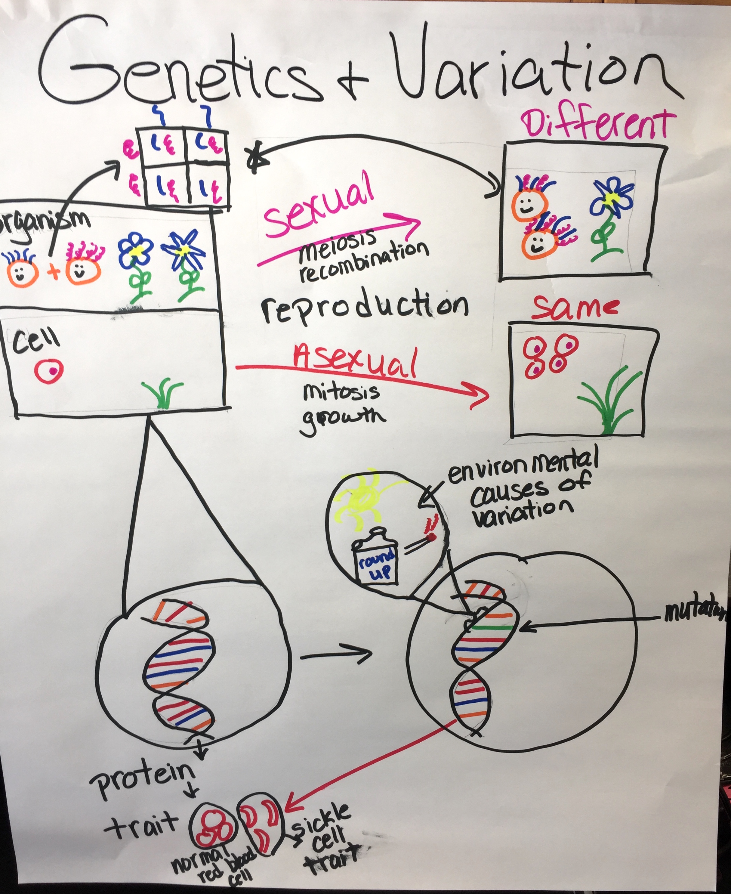 Inheritance and Variation — The Wonder of Science