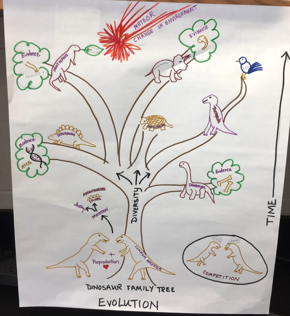 Natural Selection and Evolution — The Wonder of Science