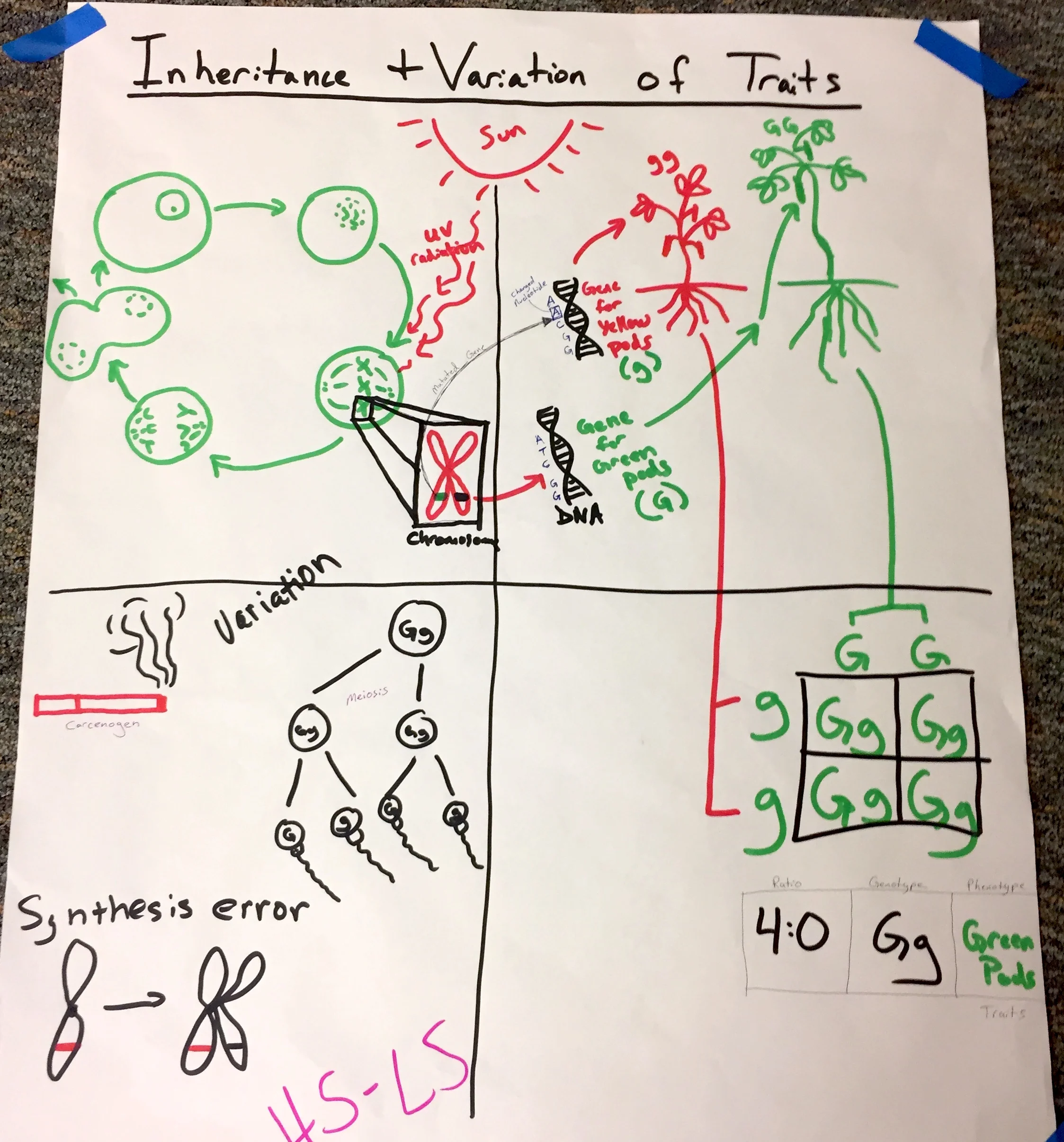 Inheritance and Variation — The Wonder of Science