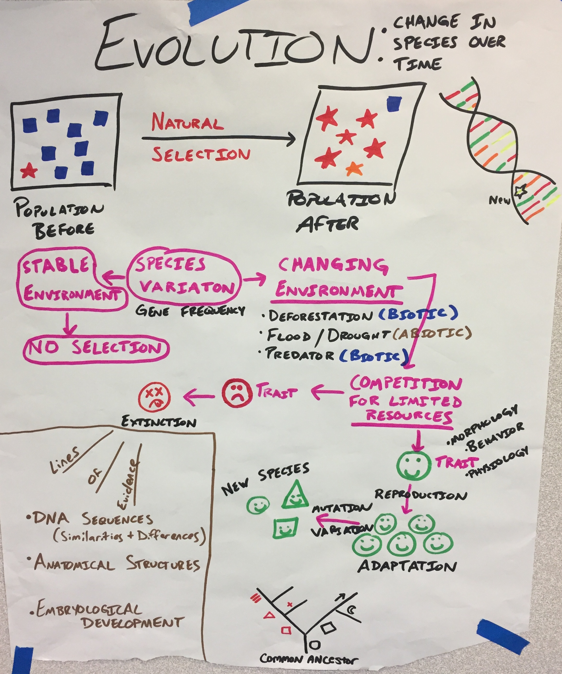 Natural Selection and Evolution — The Wonder of Science