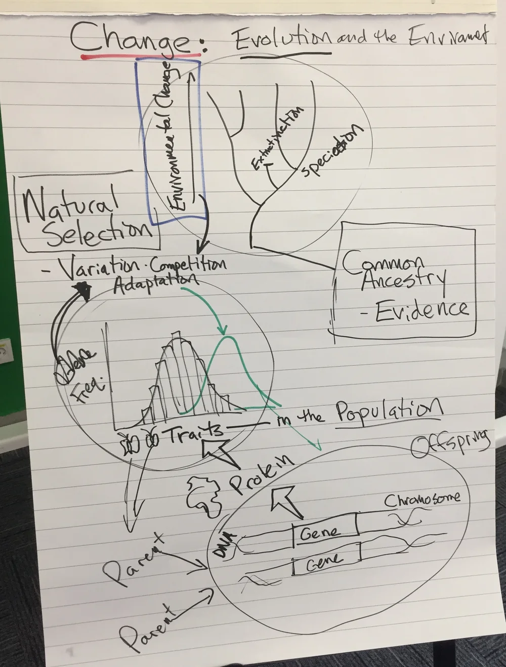 Natural Selection and Evolution — The Wonder of Science