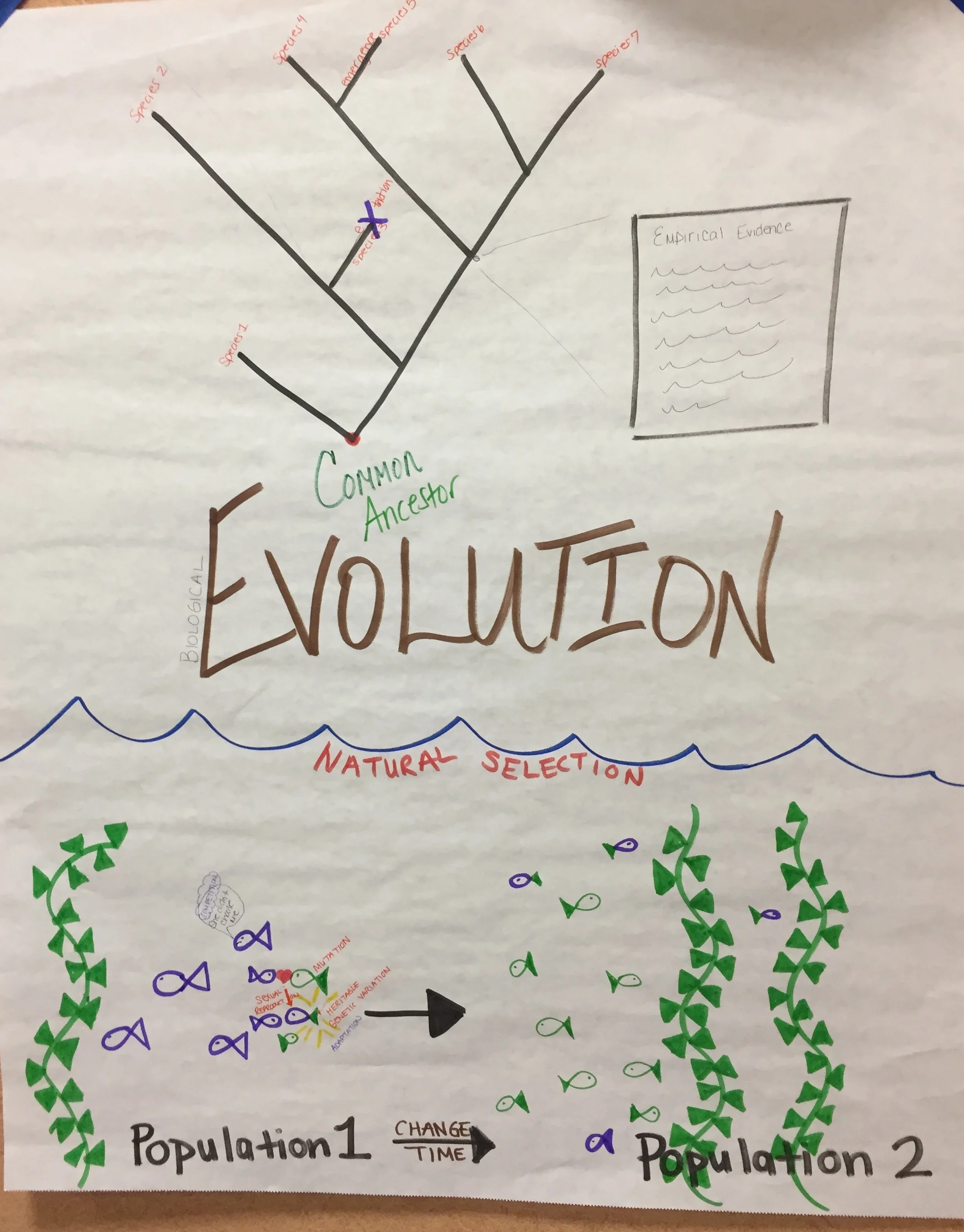 Natural Selection and Evolution — The Wonder of Science