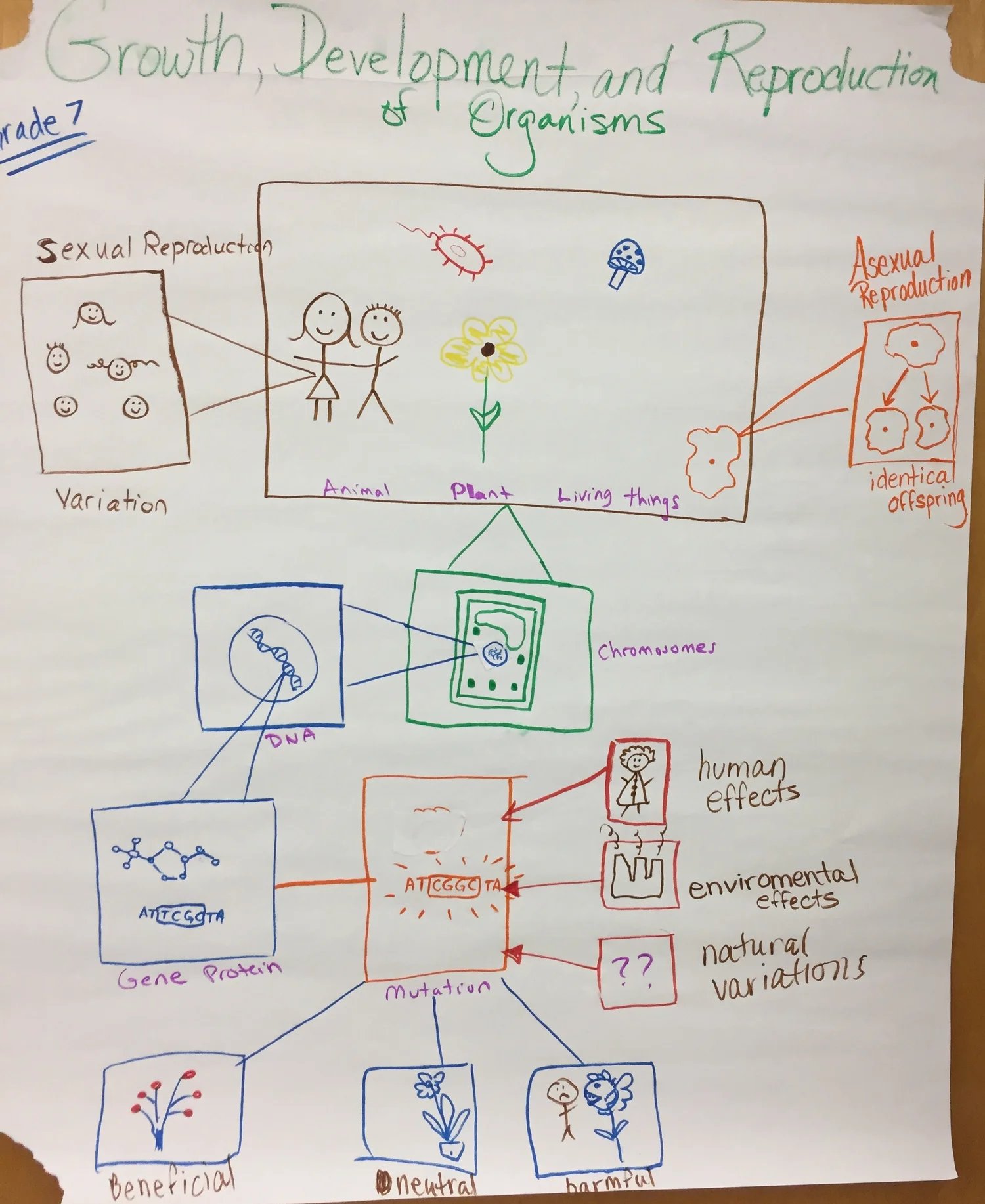 Heredity, Growth, and Development — The Wonder of Science