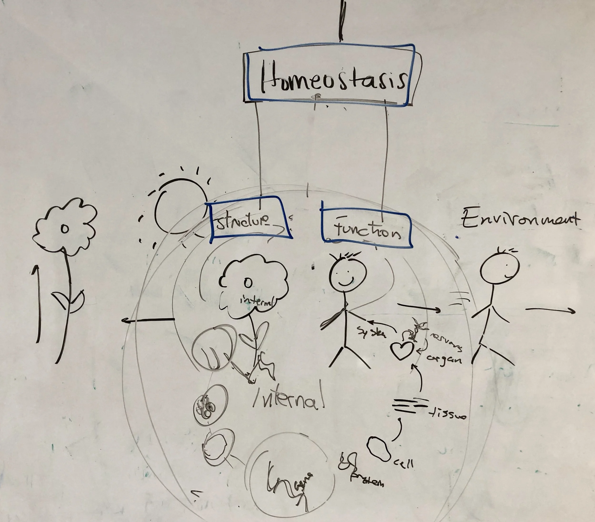 Hierarchy And Homeostasis The Wonder Of Science