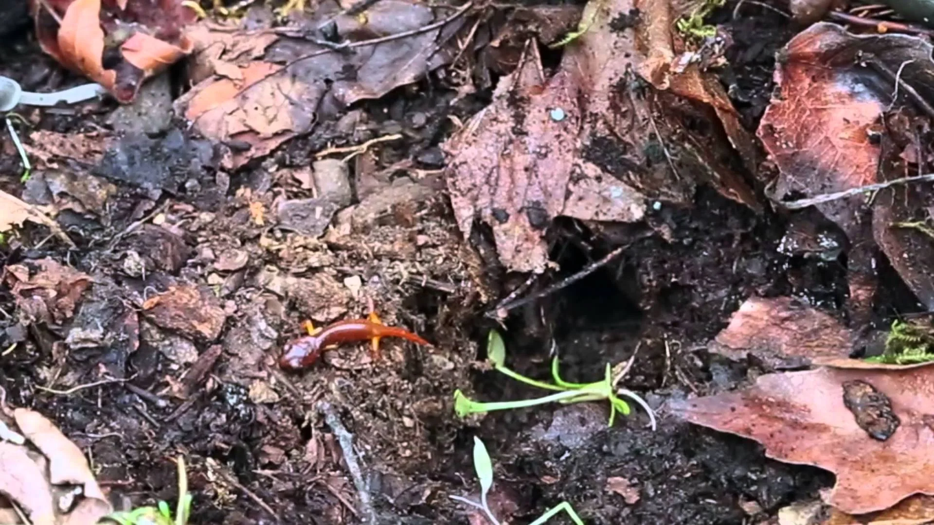 Exploring Microhabitats — The Wonder of Science