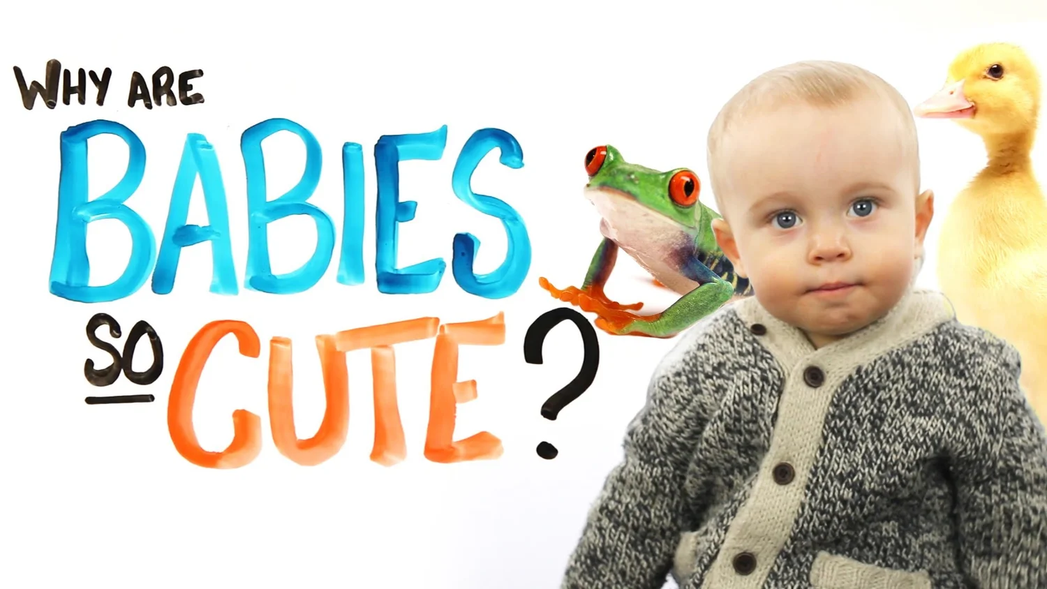 Cute Baby Animals — The Wonder of Science