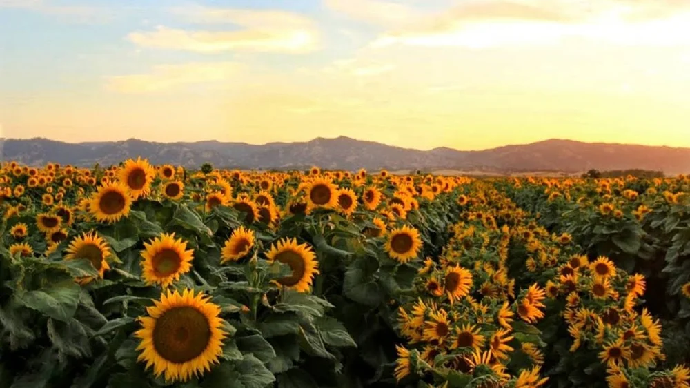 Why Do Sunflowers Follow the Sun? — The Wonder of Science