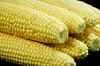 If We Are What We Eat, Americans Are Corn and Soy — The Wonder of Science