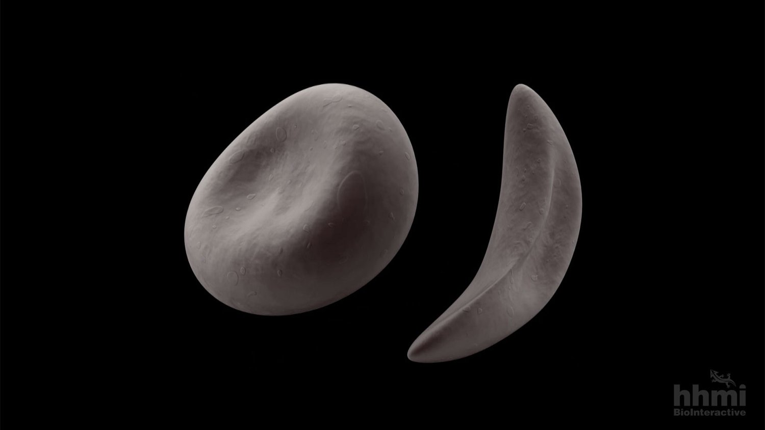 Malaria and Sickle Cell Anemia — The Wonder of Science