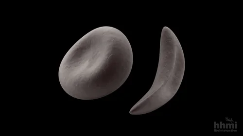 Malaria and Sickle Cell Anemia — The Wonder of Science