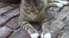 Hemingway’s Polydactyl Cats — The Wonder of Science