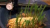 Corn Cob Sprouting in Water — The Wonder of Science