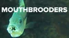 Mouthbrooding Fish — The Wonder of Science