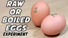 Raw or Boiled Egg Experiment — The Wonder of Science