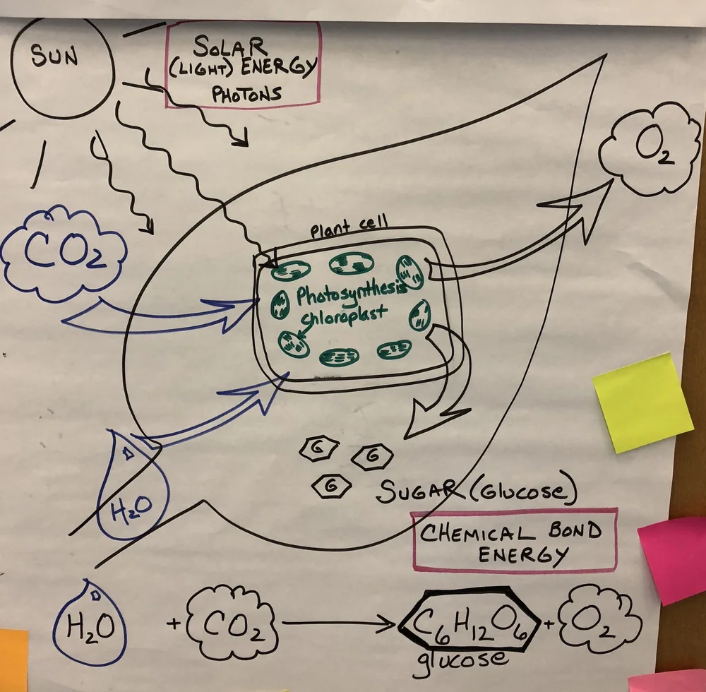 Photosynthesis - Matter Cycling and Energy Flow — The Wonder of Science