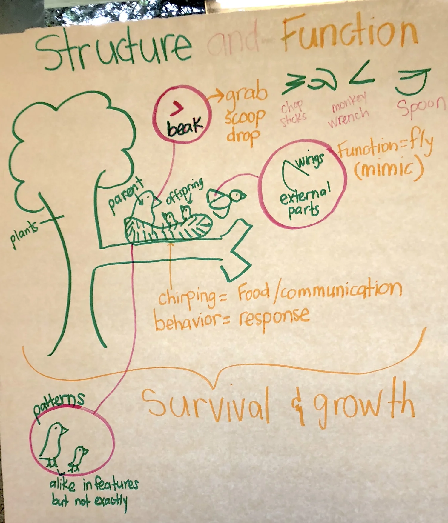 Structure and Function — The Wonder of Science