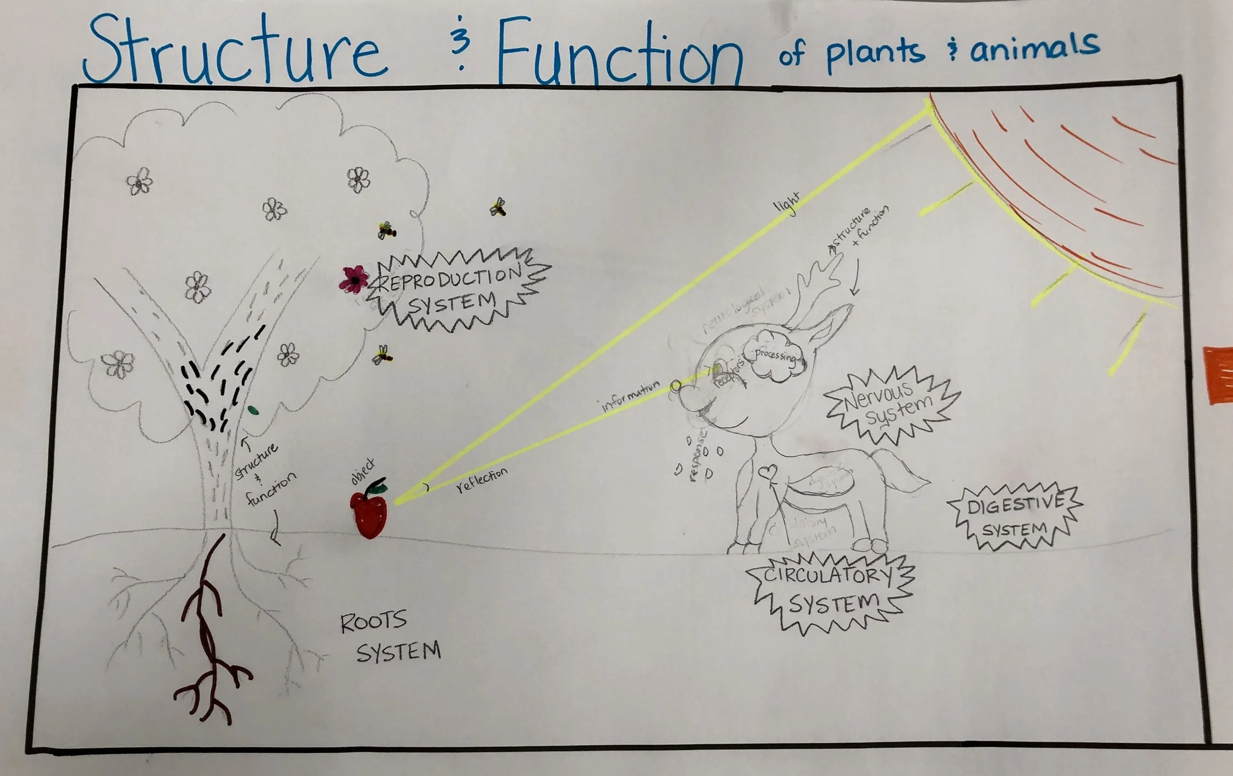 Structure And Function Of Plants And Animals The Wonder Of Science Structure And Function Of Plants And Animals The Wonder Of Science