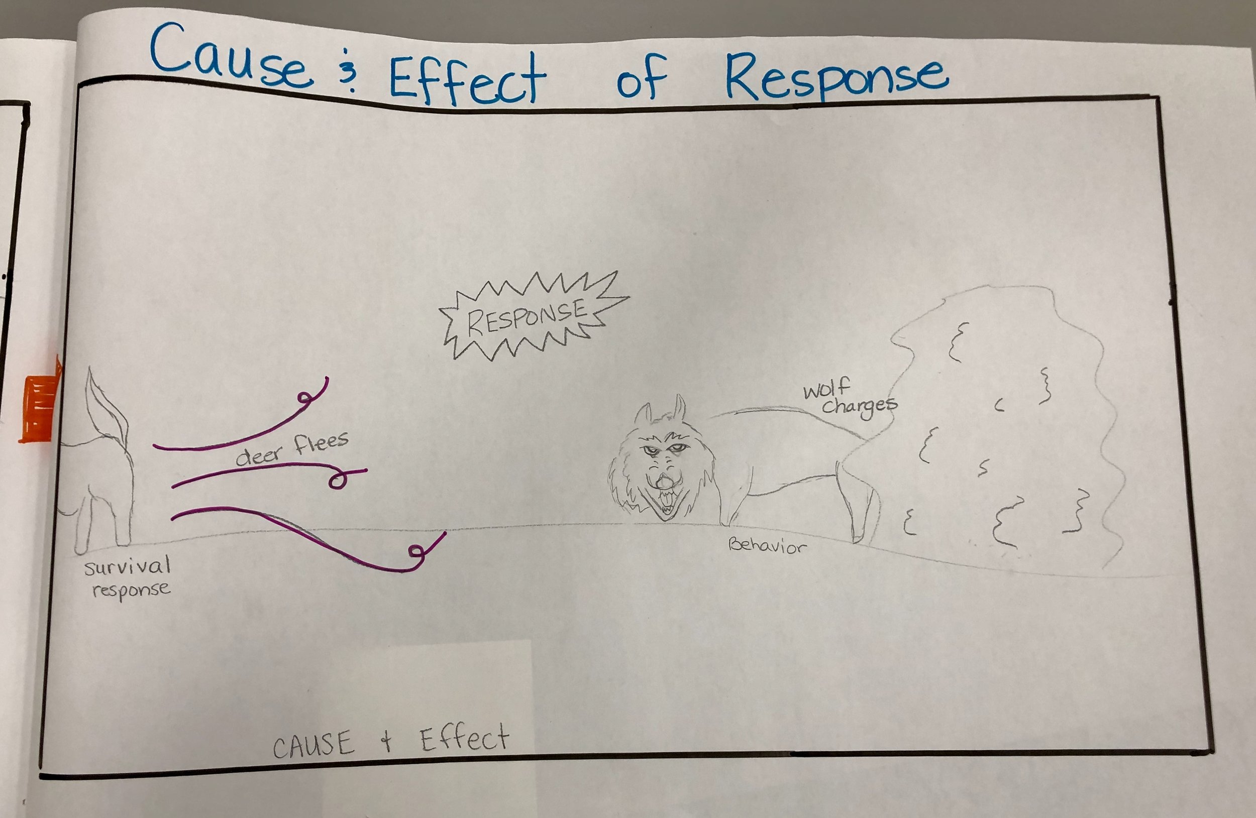 Structure and Function of Plants and Animals — The Wonder of Science