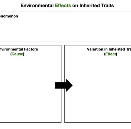 Environmental Effects on Inherited on Traits Graphic Organizer (Student ...
