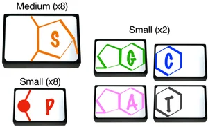 Modeling DNA with Switch-Its — The Wonder of Science