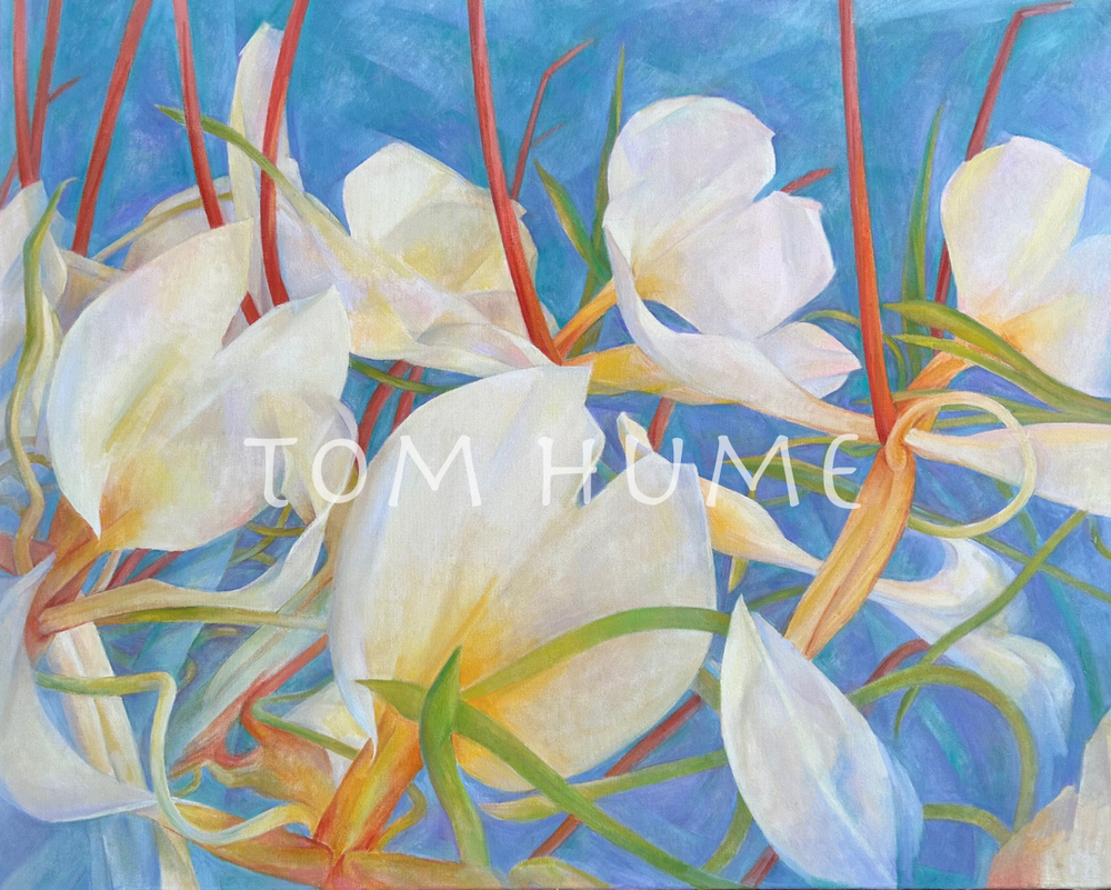 NZ/UK GINGERS — TOM HUME