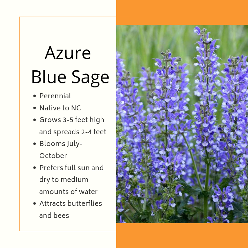 Blog — Keep Durham Beautiful