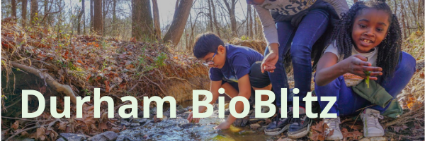 Durham BioBlitz — Keep Durham Beautiful