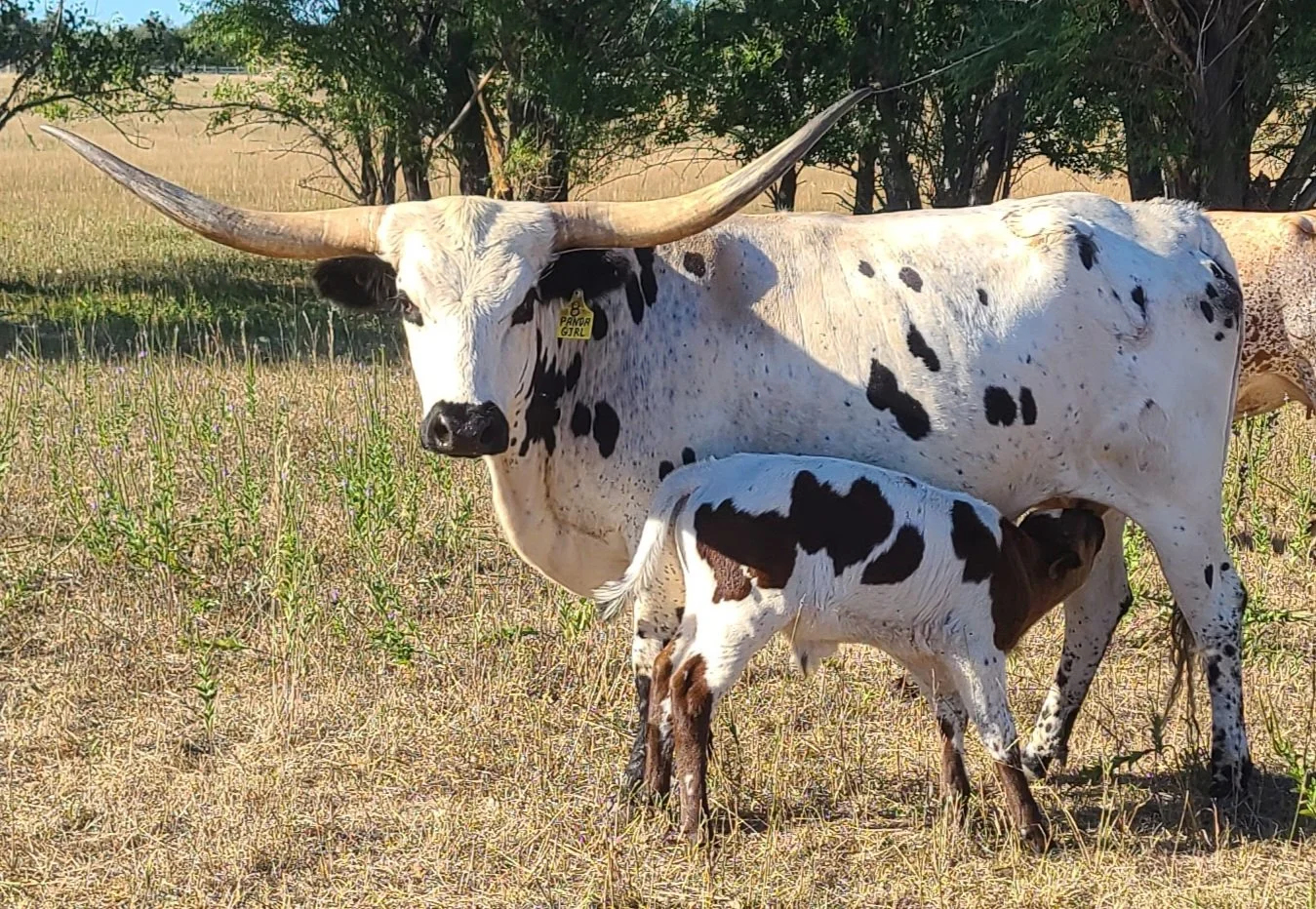 Cow Sale Pen — Adam Ranch