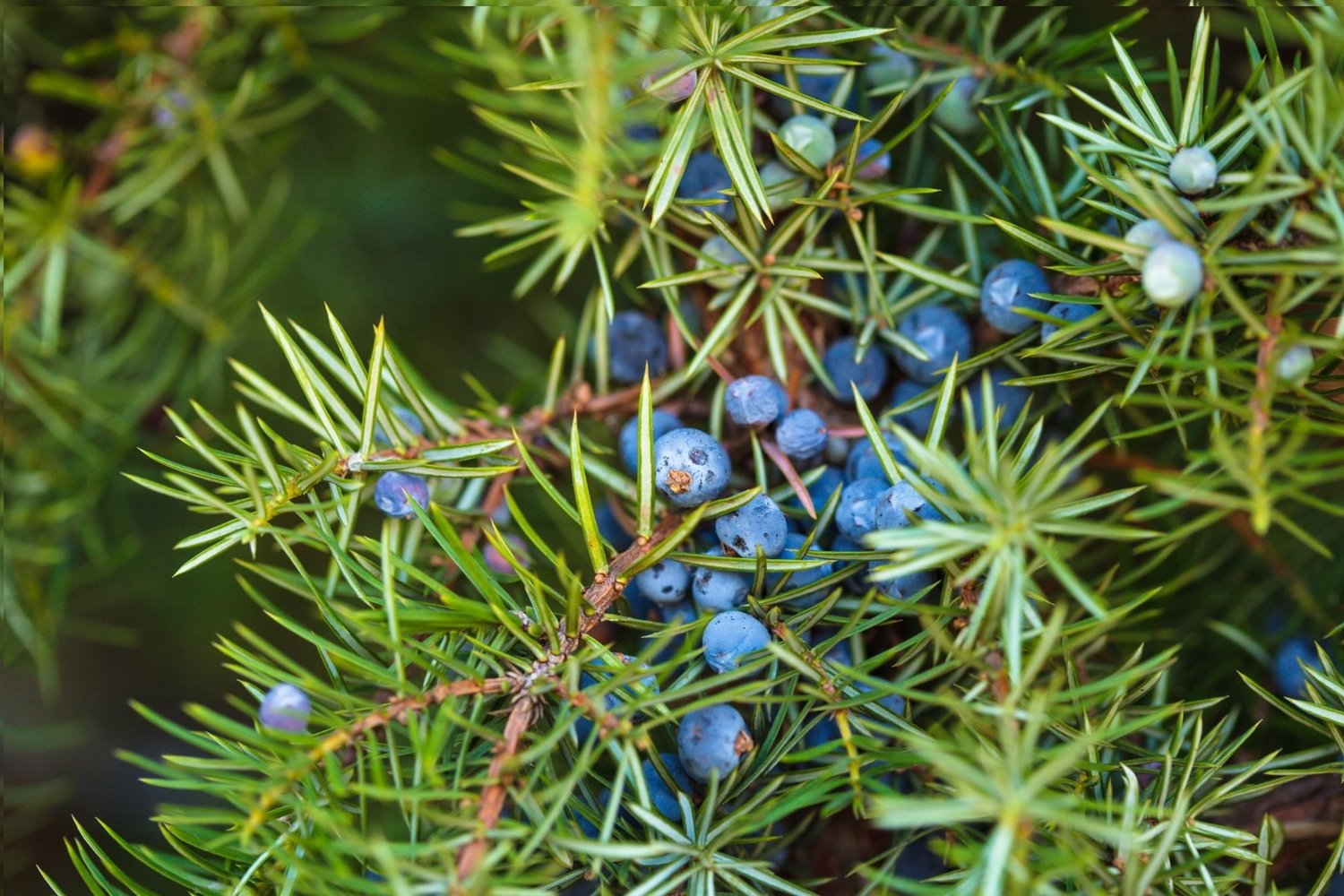 Gins for People Who Don't Like Juniper | Alcohol Professor