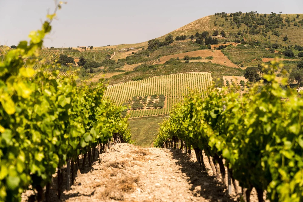 8 Great Sicilian Wine Grapes You Should Know | Alcohol Professor