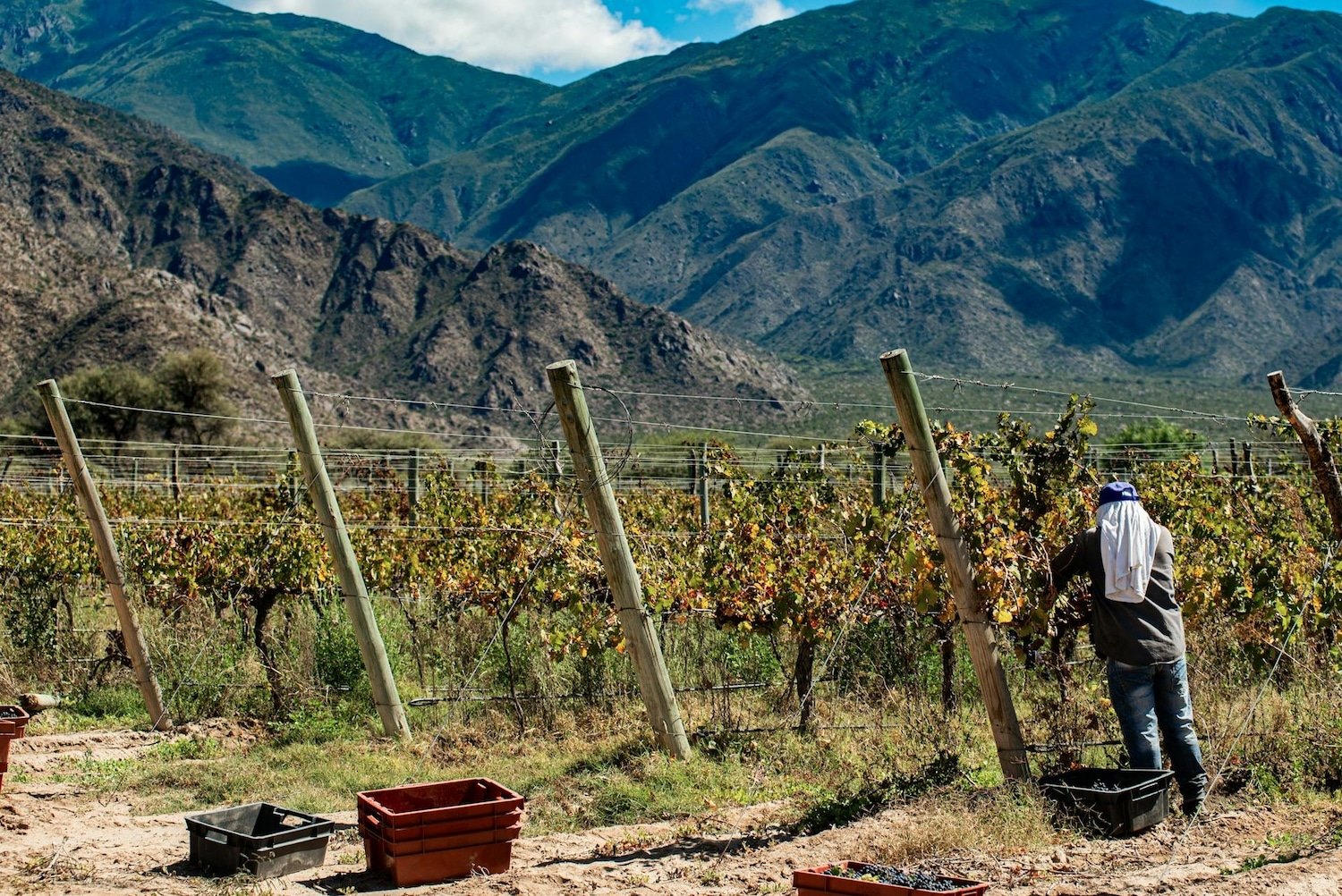5 Great Low ABV, Low Intervention Wines | Alcohol Professor