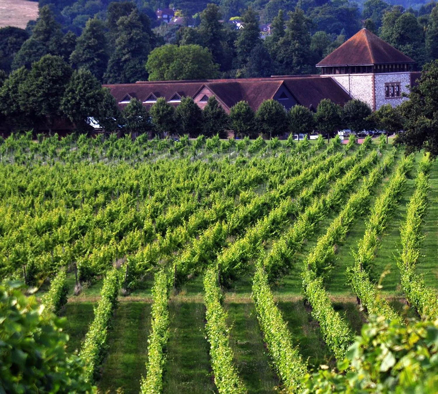 Why is English Sparkling Wine Making a Splash? | Alcohol Professor