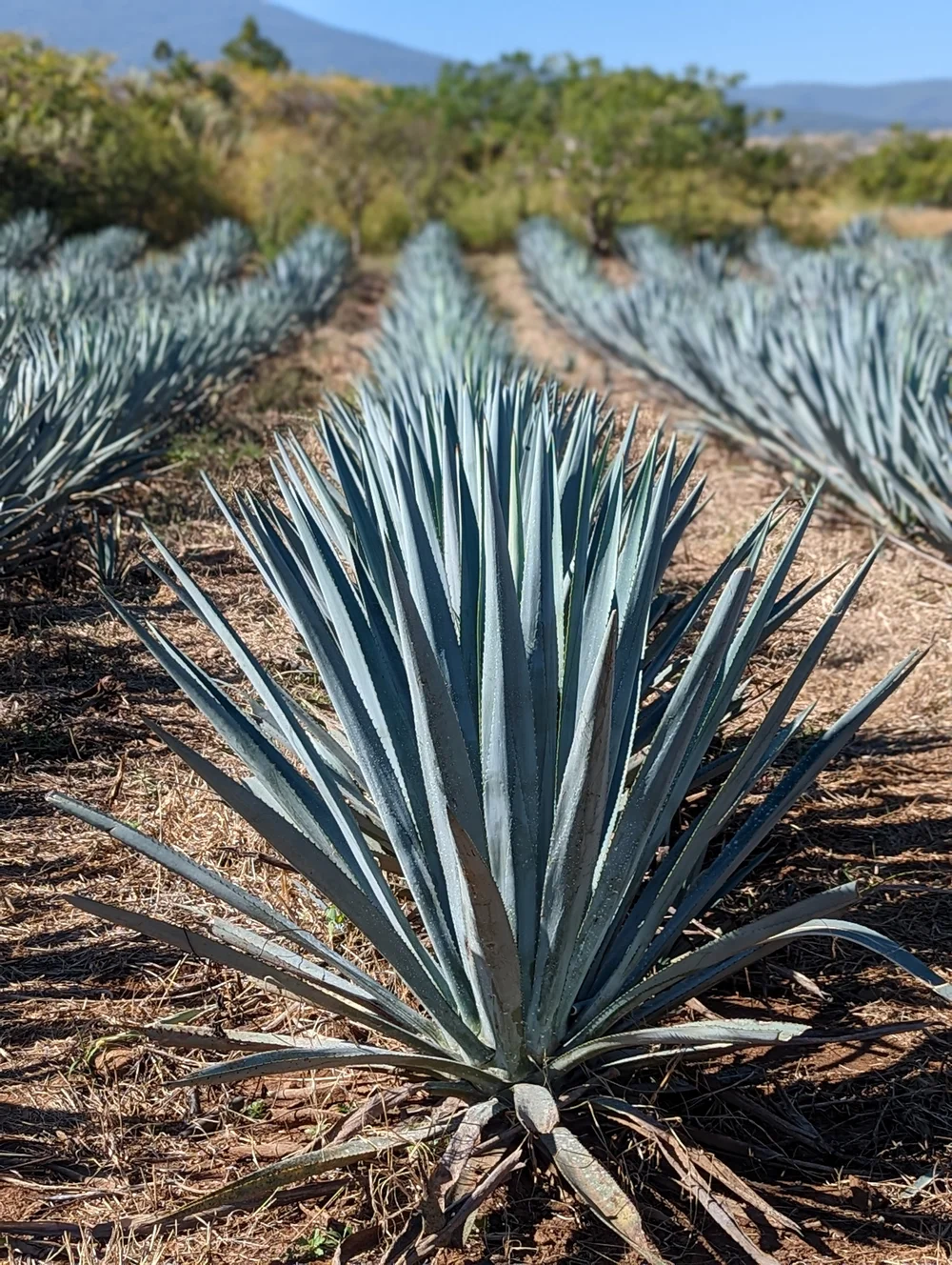 Additive Free Tequila: What It Really Means, What to Buy | Alcohol ...