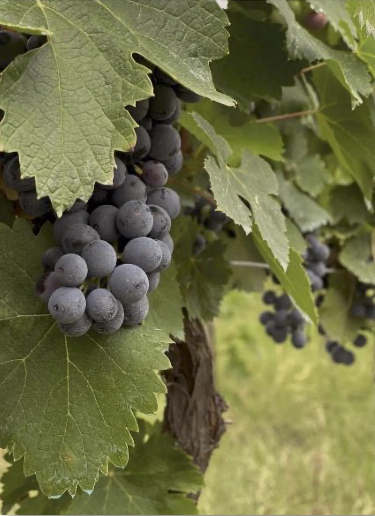 Saperavi: The Leading Georgian Wine Grape | Alcohol Professor