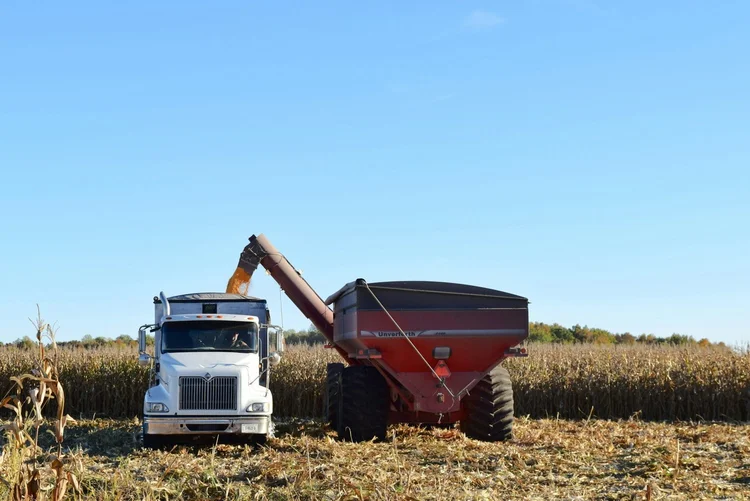 Learn About the Grains Used in Whiskey | Alcohol Professor