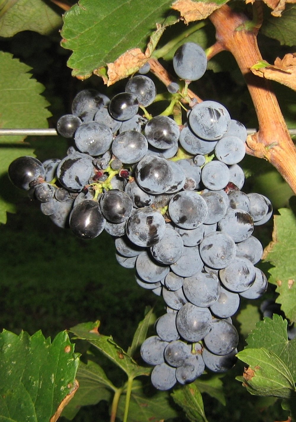 Get to Know Georgian Wines | Alcohol Professor