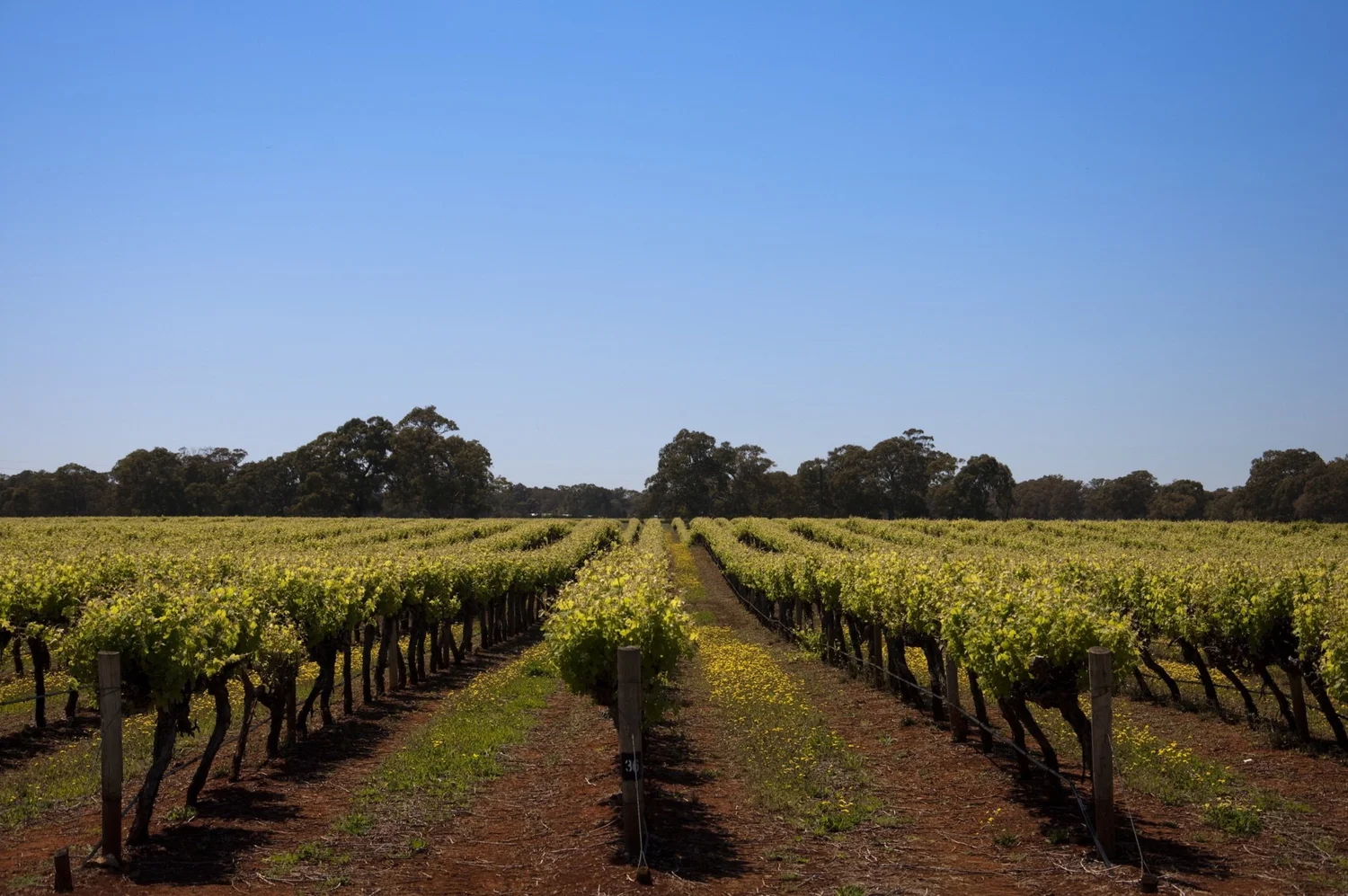 5 Wineries to Visit in Coonawarra | Alcohol Professor