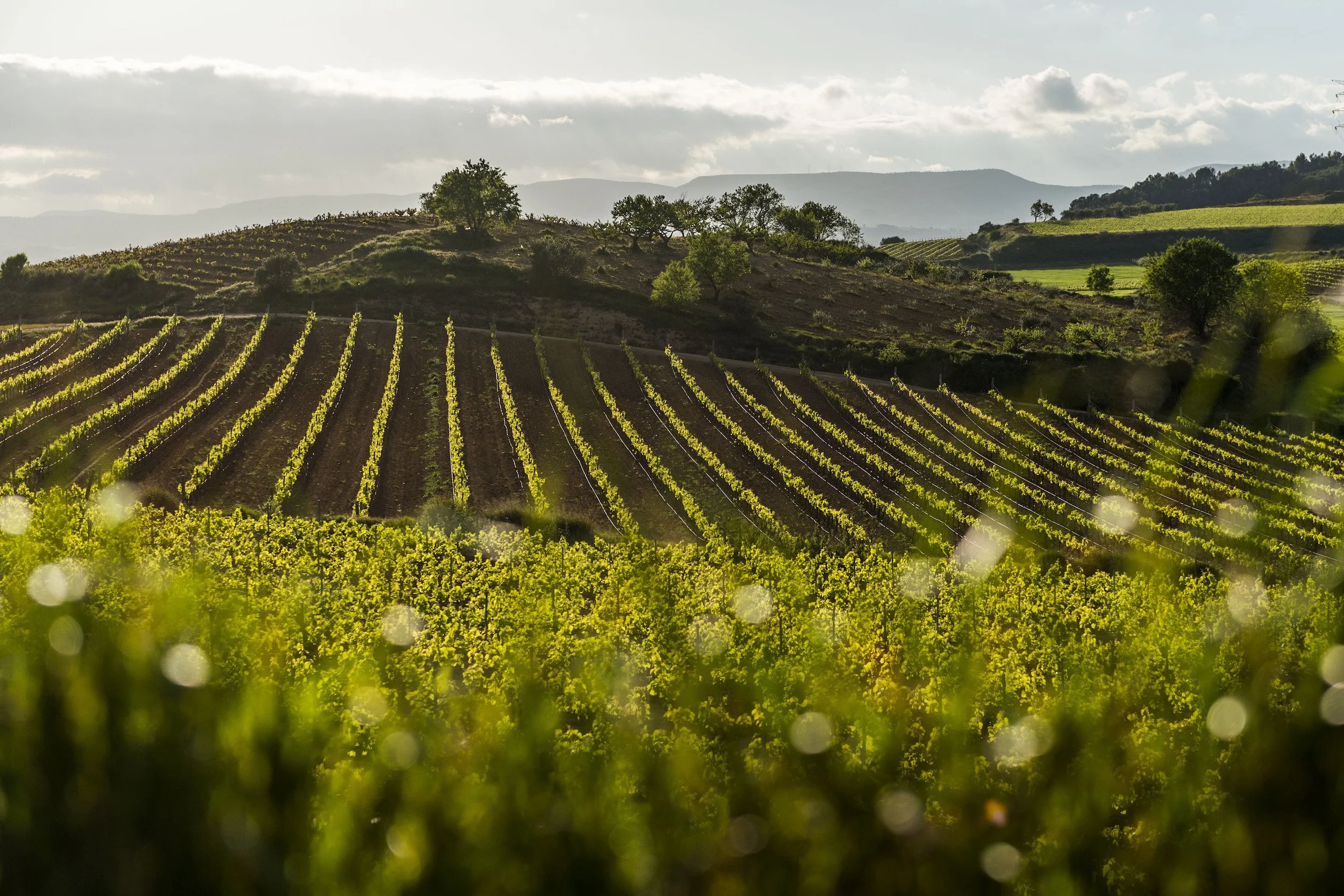 Why is Gramona Making Corpinnat Instead of Cava? | Alcohol Professor