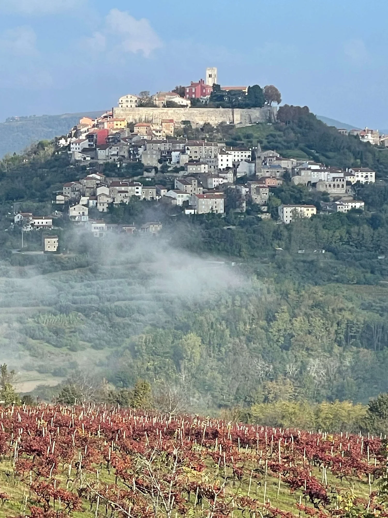 Teran 101: A Great Croatian Indigenous Grape | Alcohol Professor