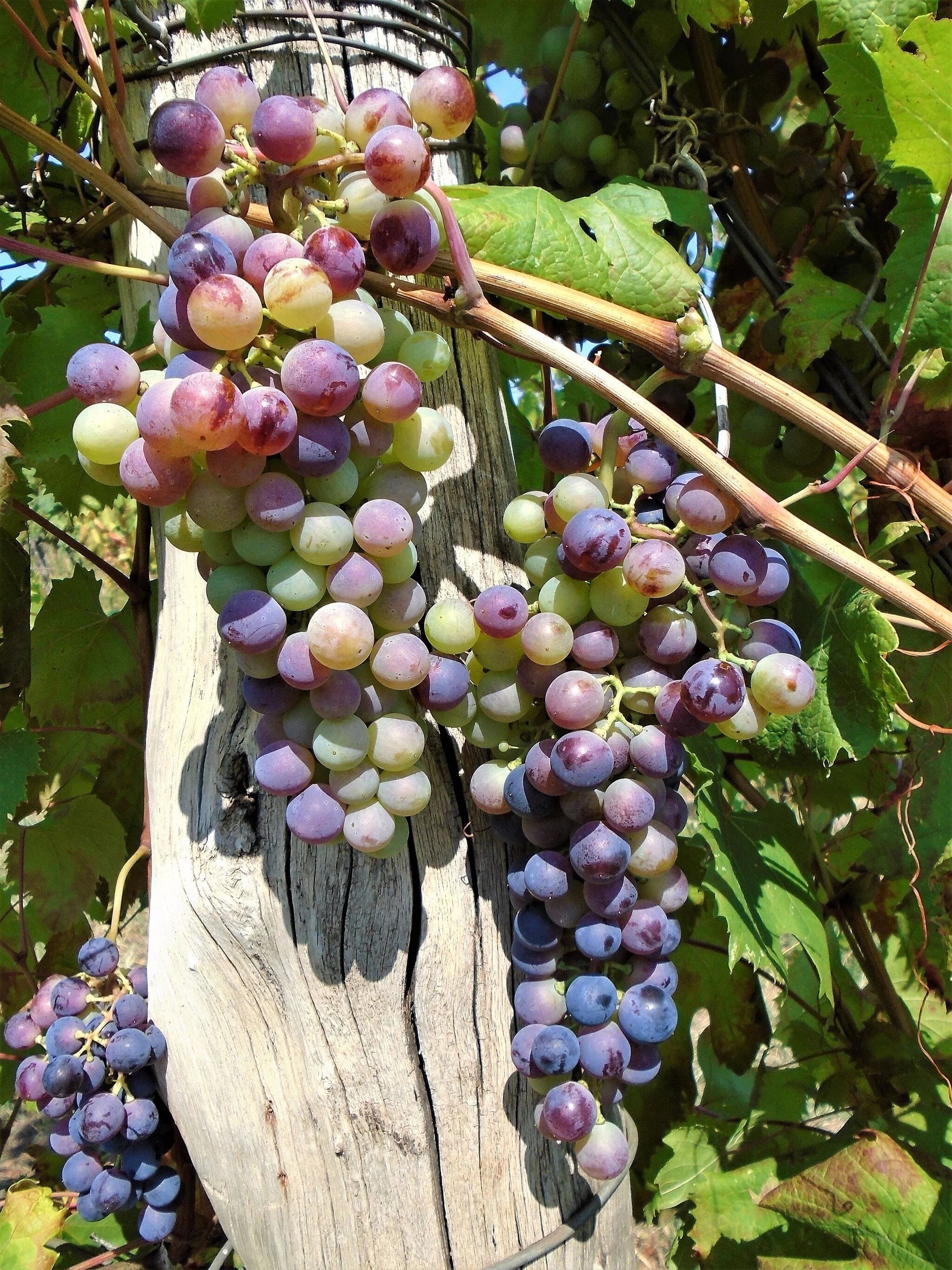 Teran 101: A Great Croatian Indigenous Grape | Alcohol Professor