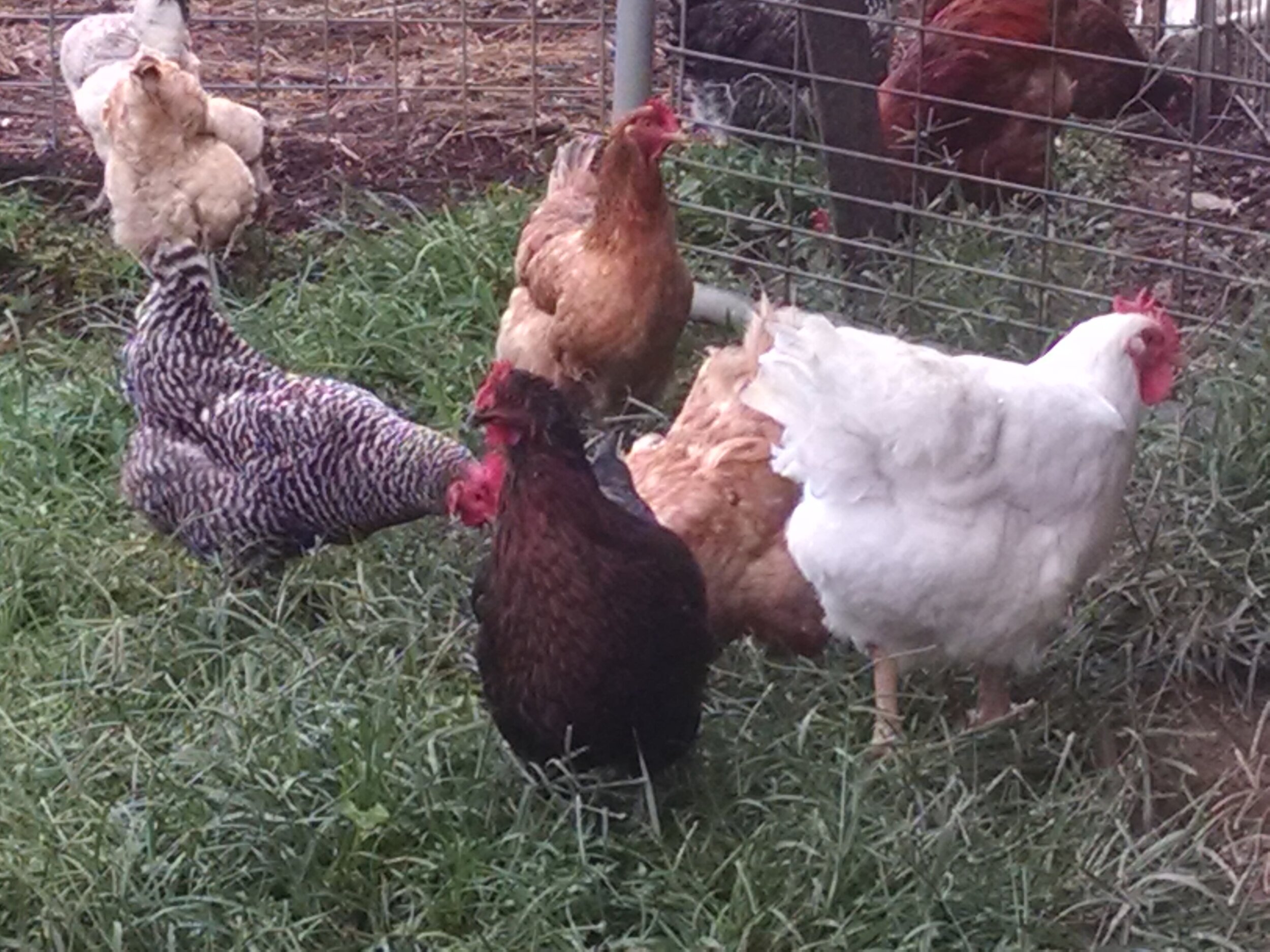 Bonnie Blue Farm