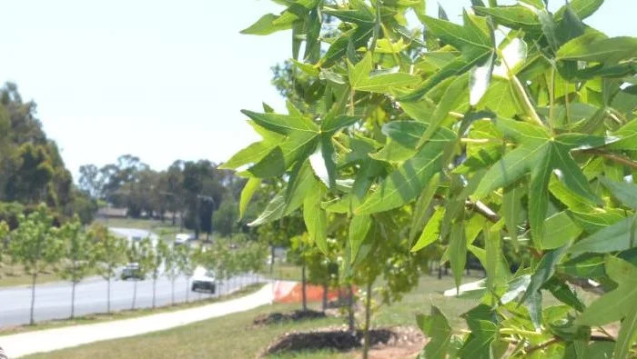 Stratford Trees