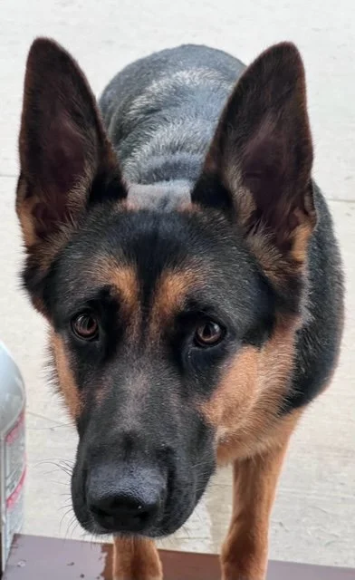 Kai's Obedience - Dog Training