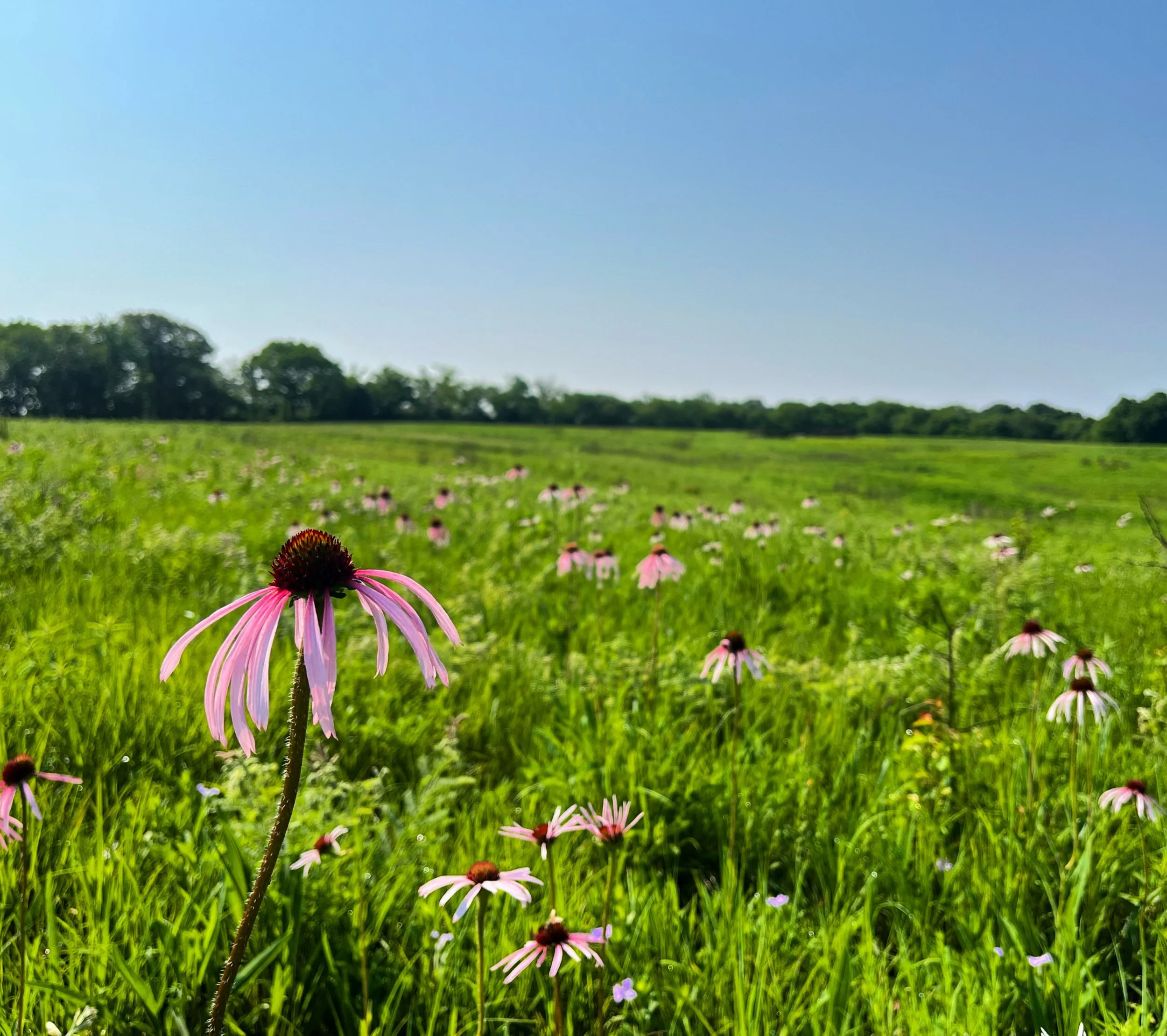 Johnson County Parks Foundation