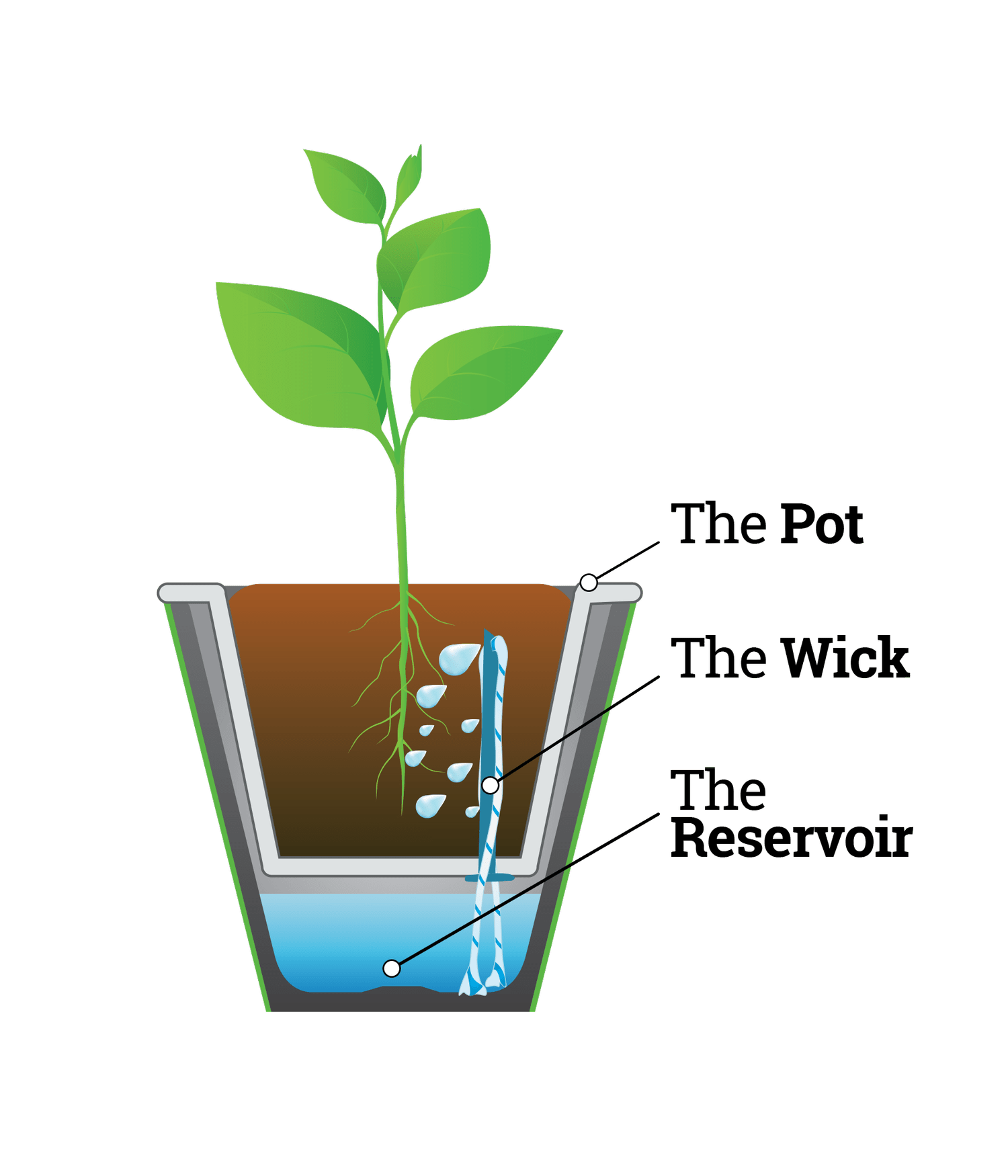 About — Wick & Grow™