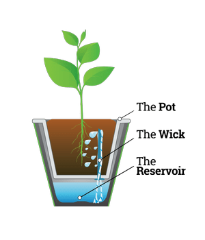 About — Wick & Grow™