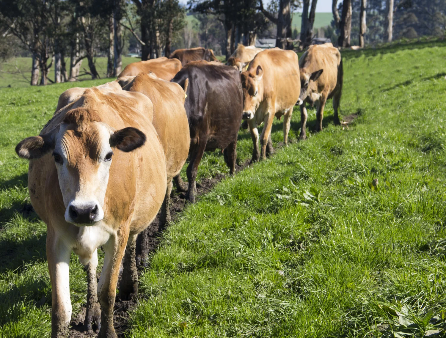 Petaluma Creamery - Artisanal Cheese