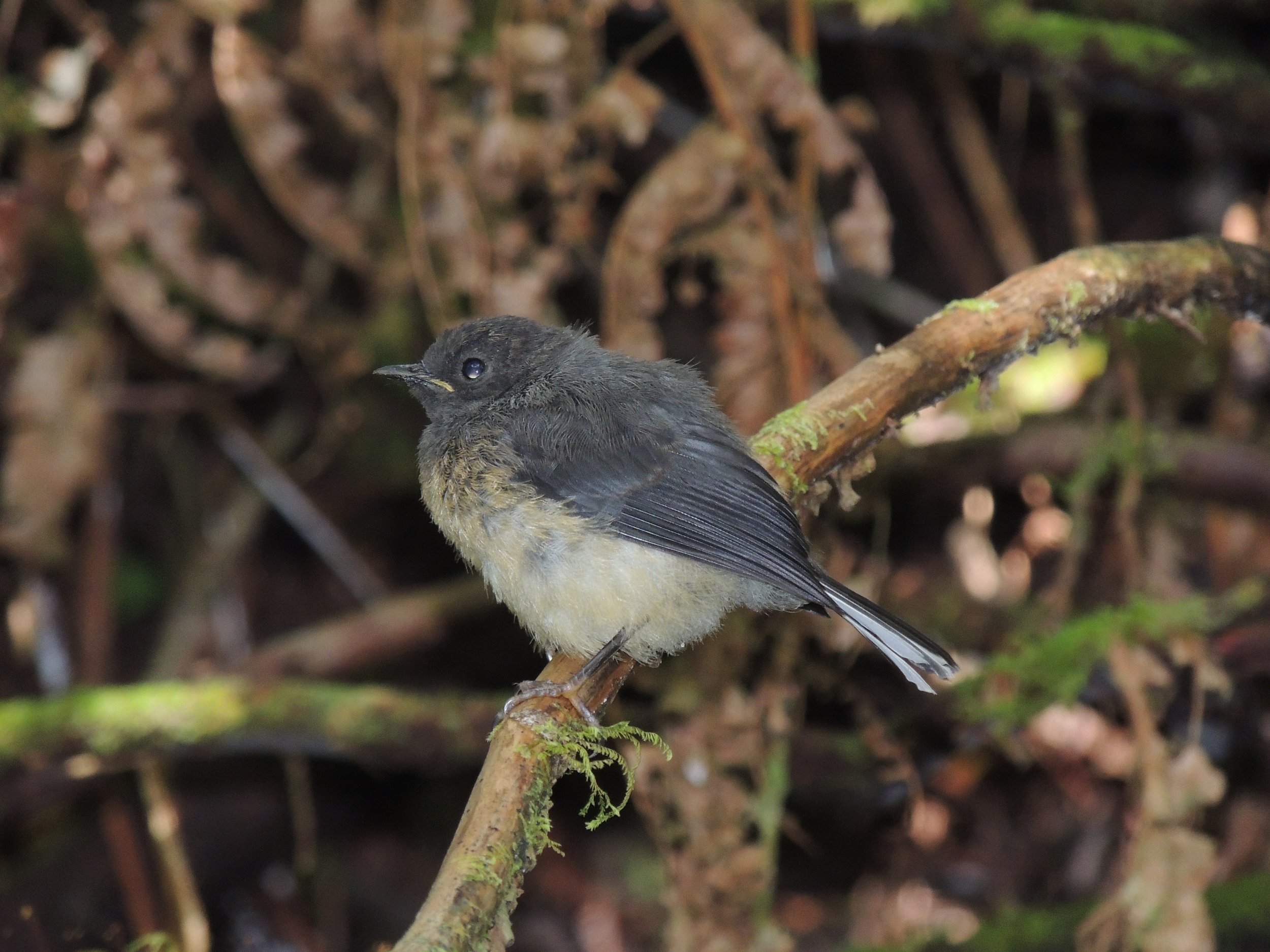 Birds — Mike Mooring Research